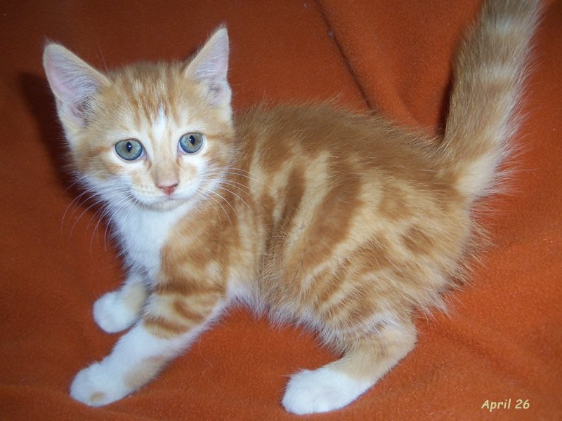 orange stripe kitten 4-26 » CountryMunchkins