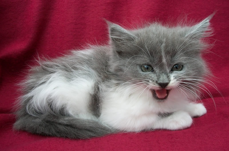 100_2436 » CountryMunchkins