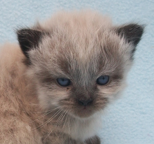 100_2007 face » CountryMunchkins