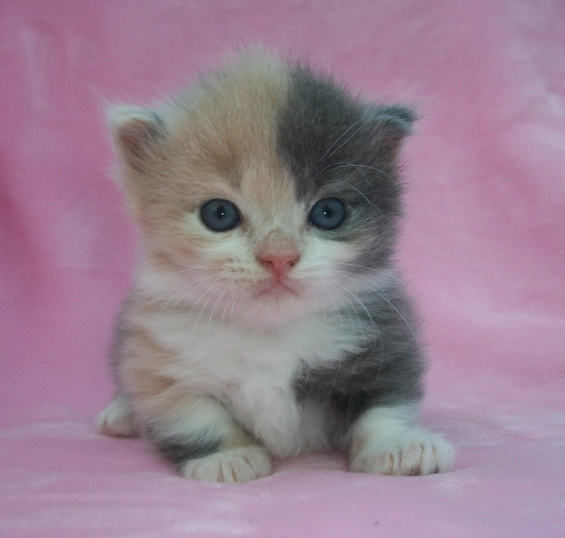 100_0268 » CountryMunchkins