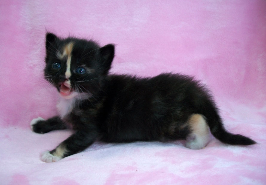 100_2612 SIZE » CountryMunchkins