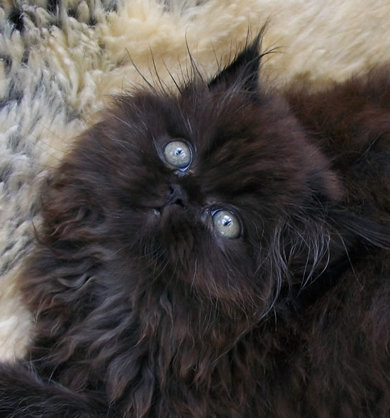 100_2660 good face » CountryMunchkins