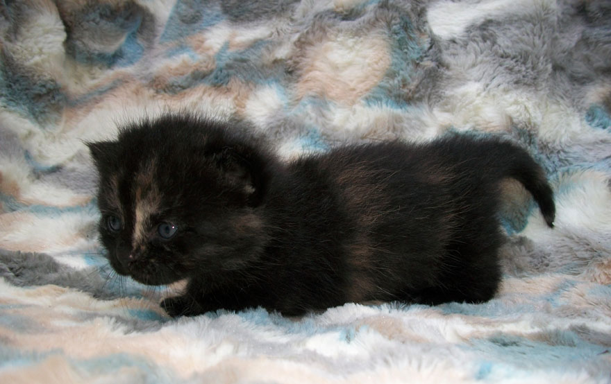 100_2979 » CountryMunchkins