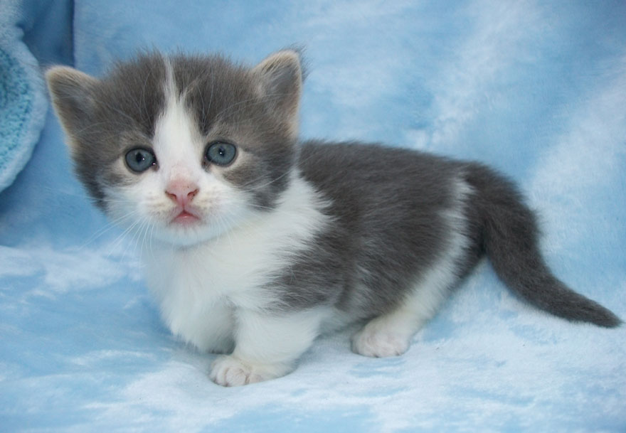 100_3242 » CountryMunchkins