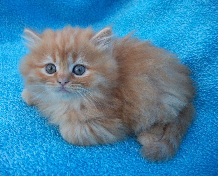 100_5686 » CountryMunchkins