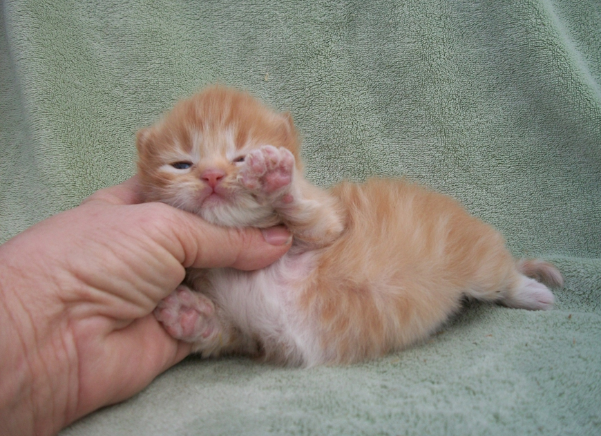 100_6210 » CountryMunchkins