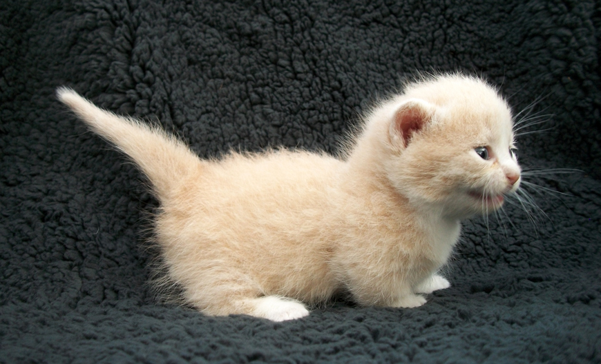 100_6334 SIZE » CountryMunchkins