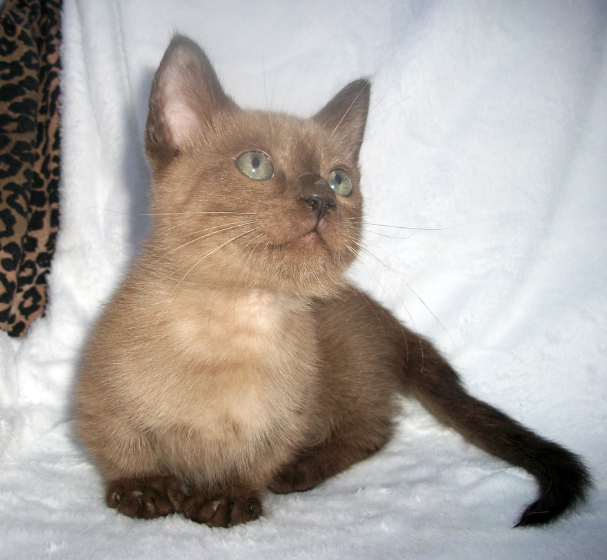 100_8526 a » CountryMunchkins