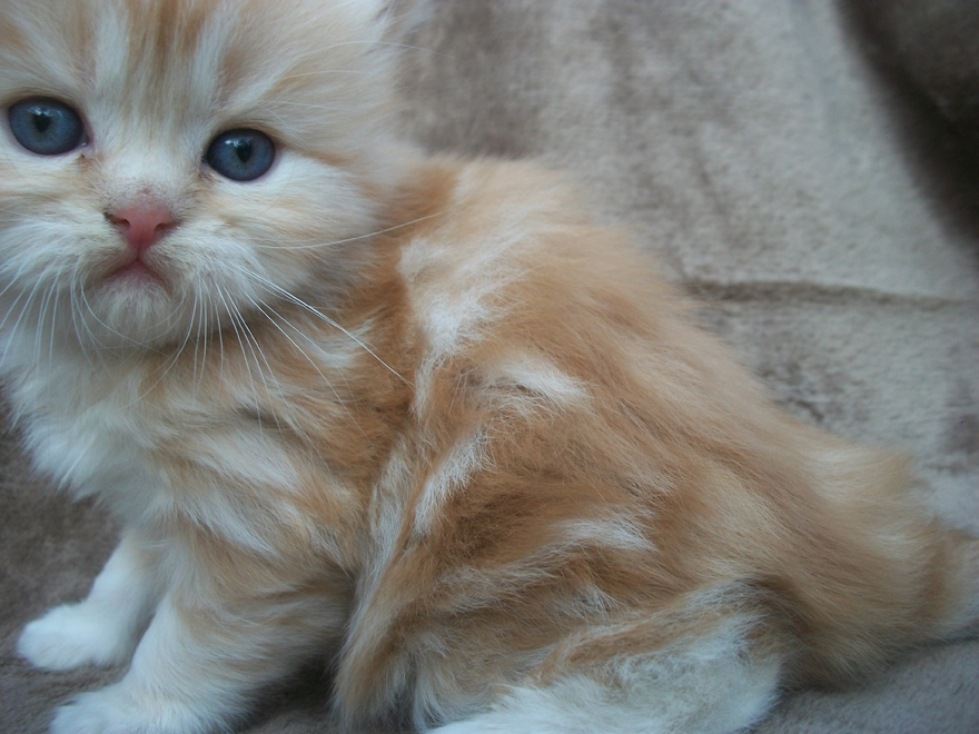 100_8747 » CountryMunchkins