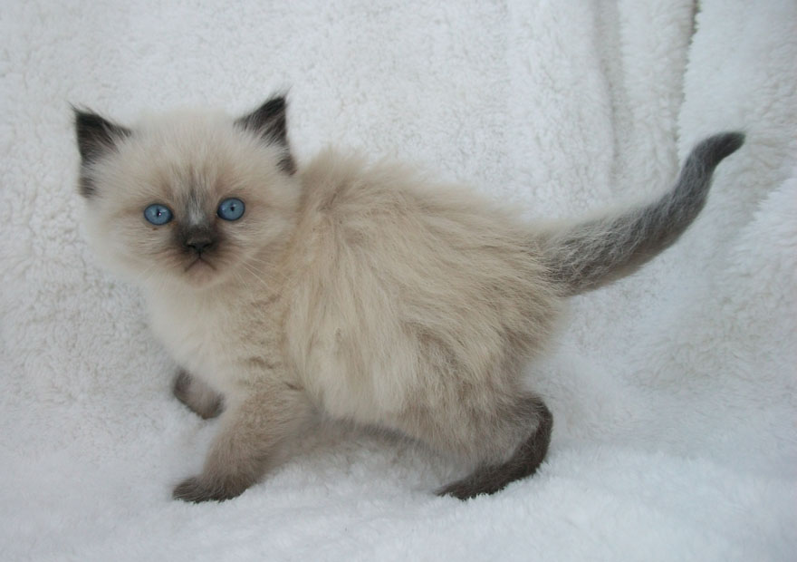 100_9622 size » CountryMunchkins