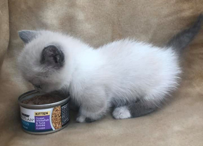 96531344_2967275479978120_1577634306359033856_n » CountryMunchkins