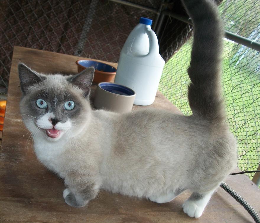 thumbnail » CountryMunchkins