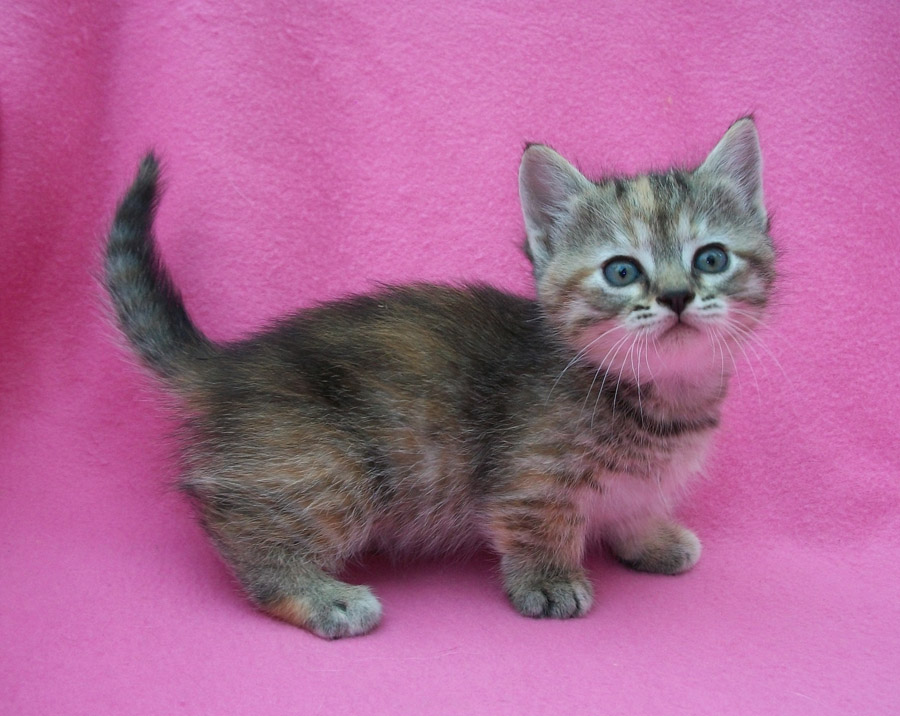 100_1232 CROP » CountryMunchkins