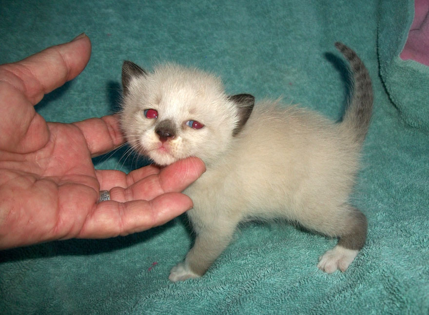 100_2430 » CountryMunchkins