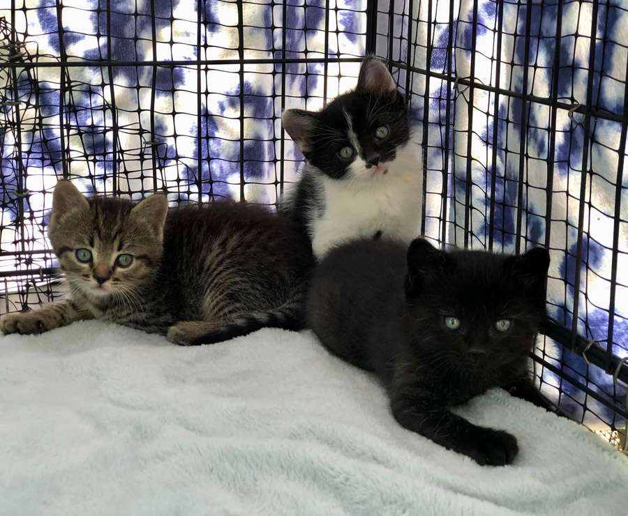 337301969_173343318885754_1397049655937457392_n » CountryMunchkins