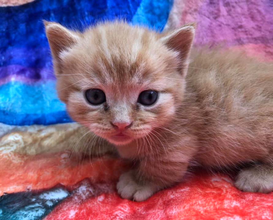 437157879_7477564762282480_1881126427720123311_n » CountryMunchkins