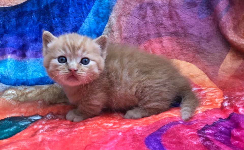 437768966_7477564248949198_5386242684481057574_n » CountryMunchkins