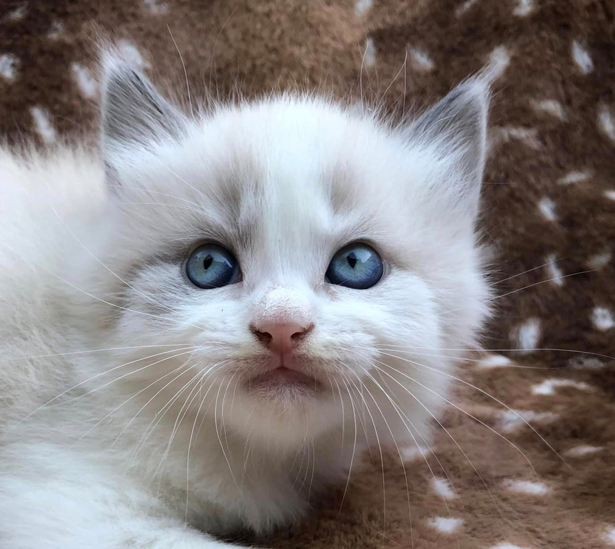 437858350_crop » CountryMunchkins